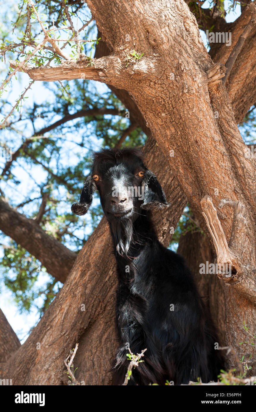 Goat on a tree Stock Photo - Alamy
