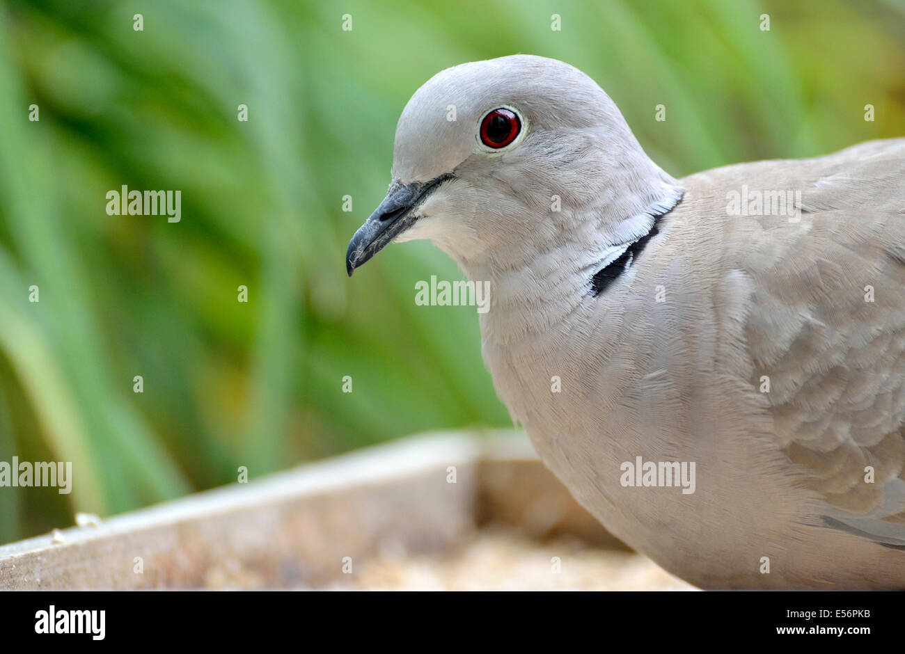 Collared Dove (Streptopelia decaocto Stock Photo - Alamy