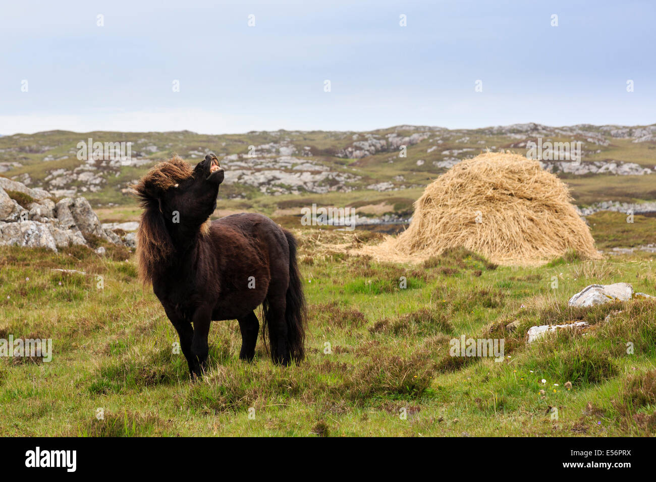 Wild pony neighing and baring its teeth by a pile of food straw. Loch ...