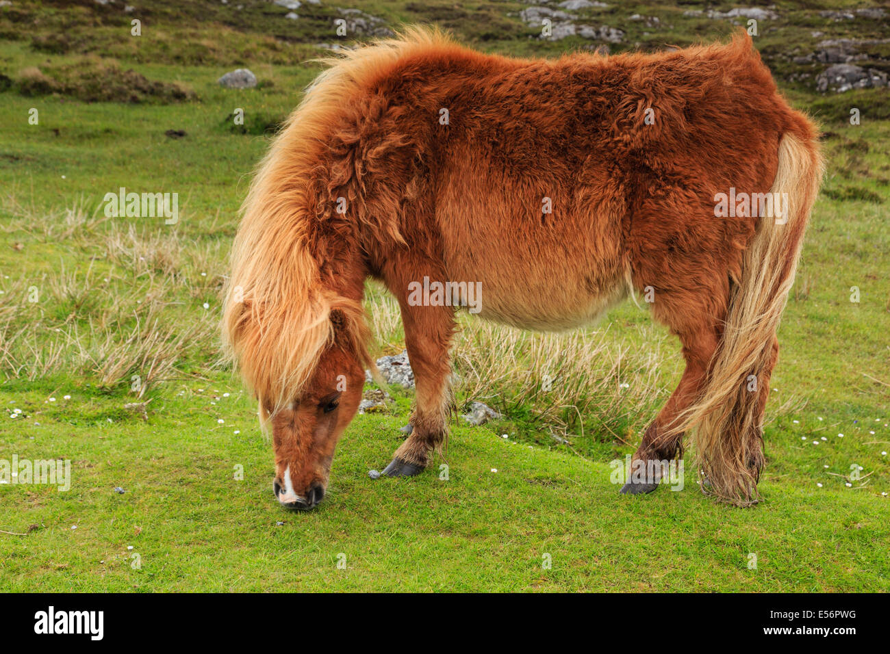Shaggy ponies hi-res stock photography and images - Alamy