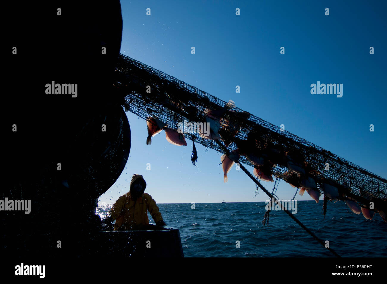 Fishing net full of fish hi-res stock photography and images - Alamy