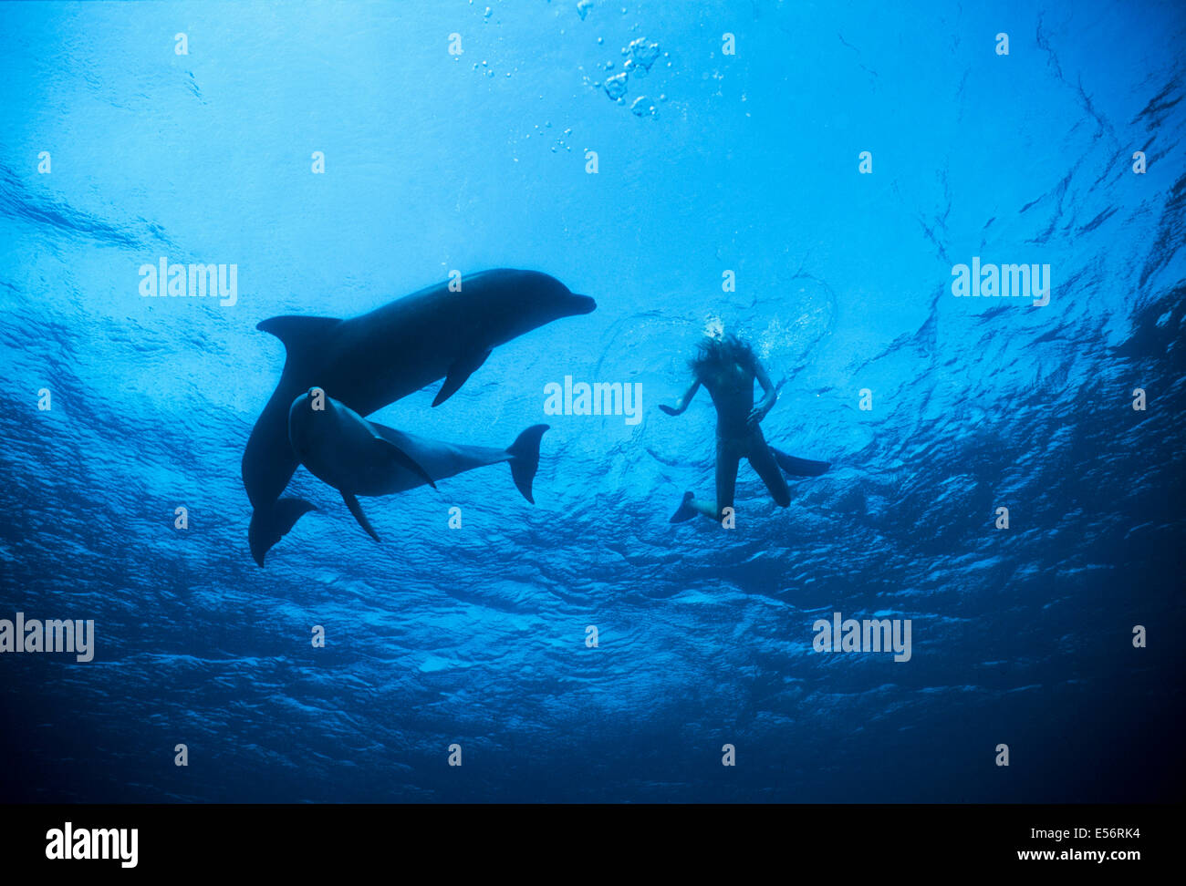 Dolphin trainer interacts with juvenile bottlenose dolphin (Tursiops ...