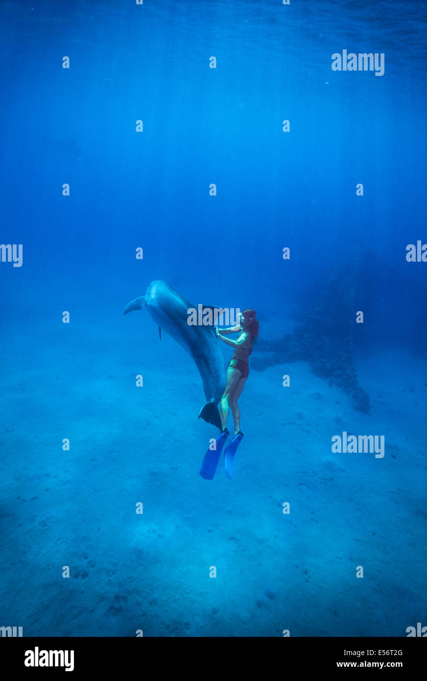 Underwater dolphin vertical hi-res stock photography and images - Alamy