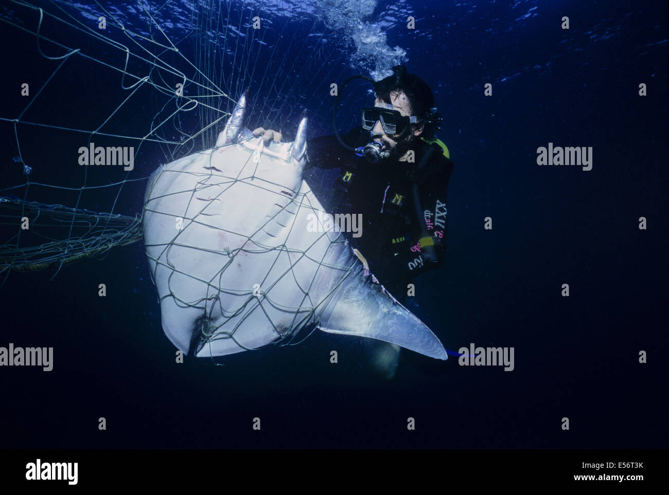 Diver observes Manta Ray (Manta birostris) caught in gill net ...