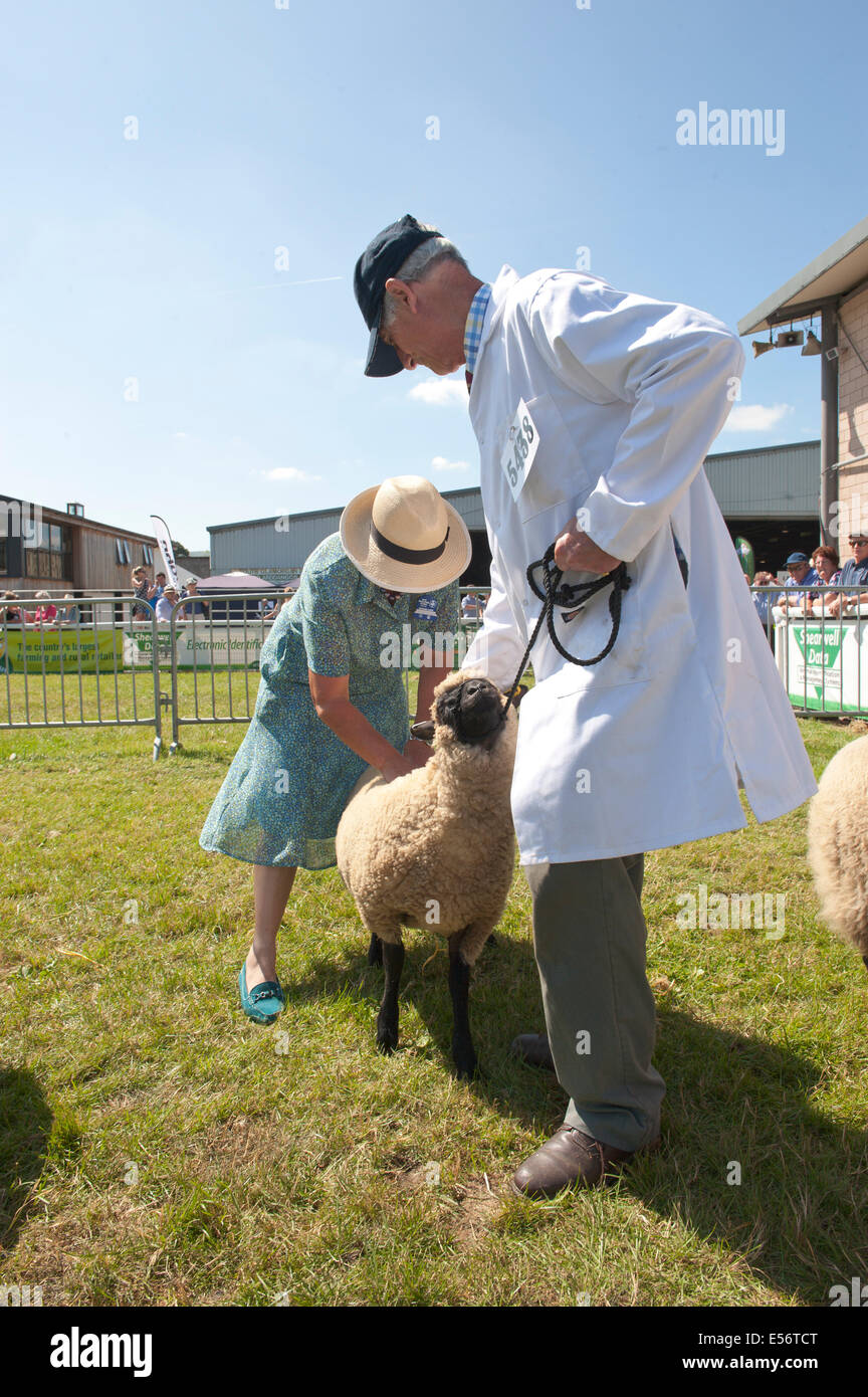 Royal welsh show sheep hi-res stock photography and images - Alamy