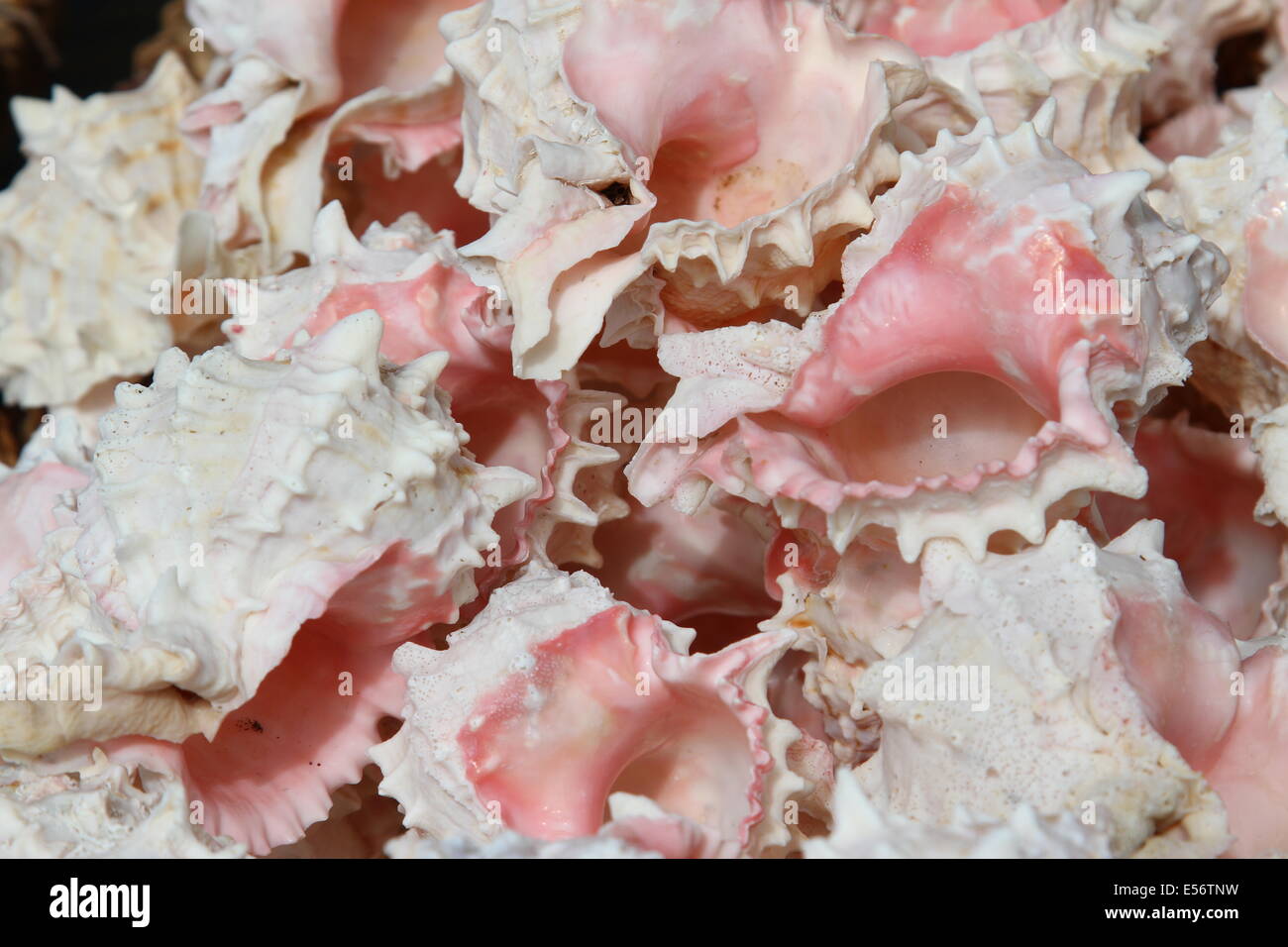Collection of pink shells collected in the ocean for collectors Stock ...