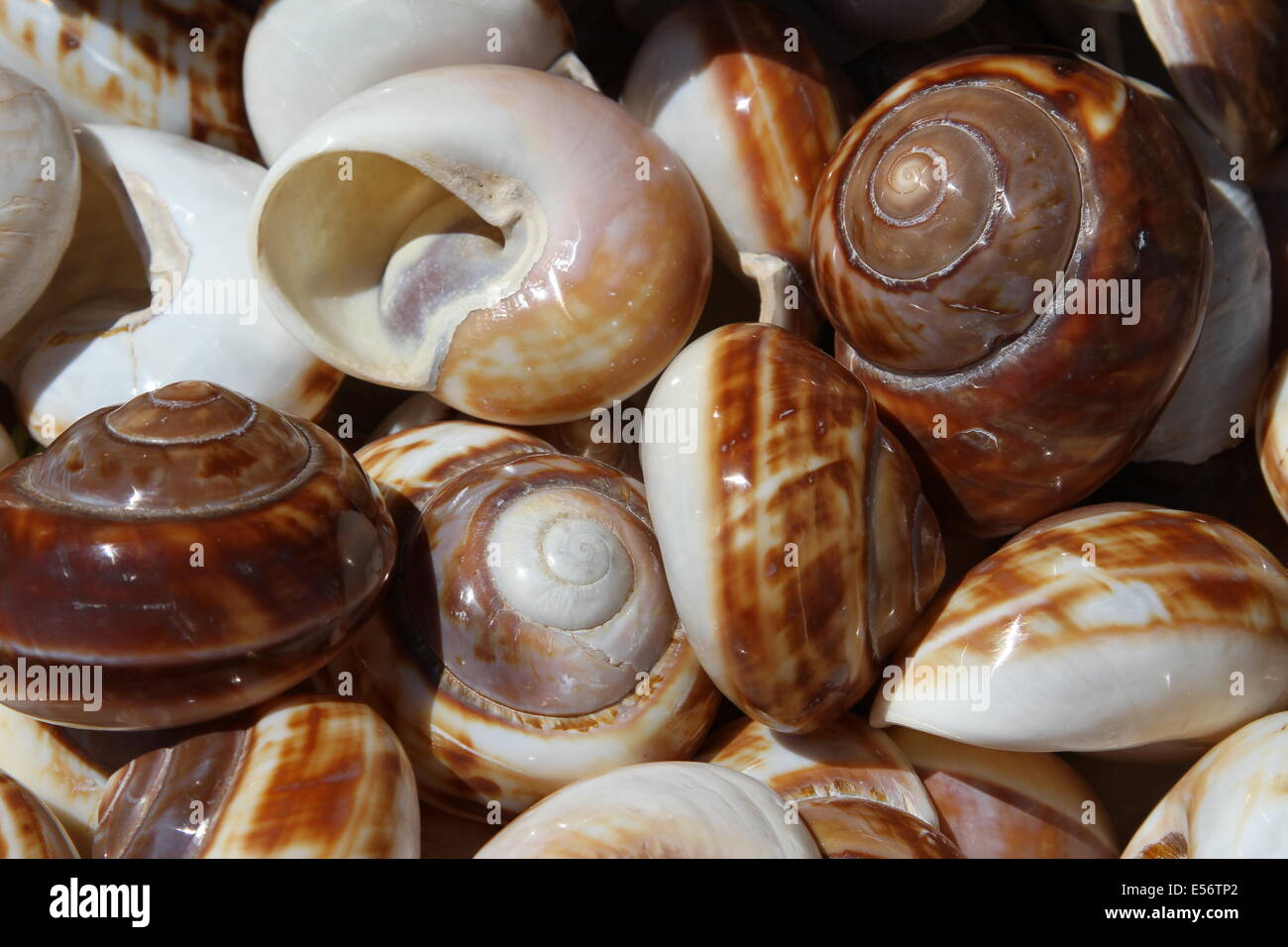 beautiful sea shells collected in the ocean for collectors Stock Photo ...