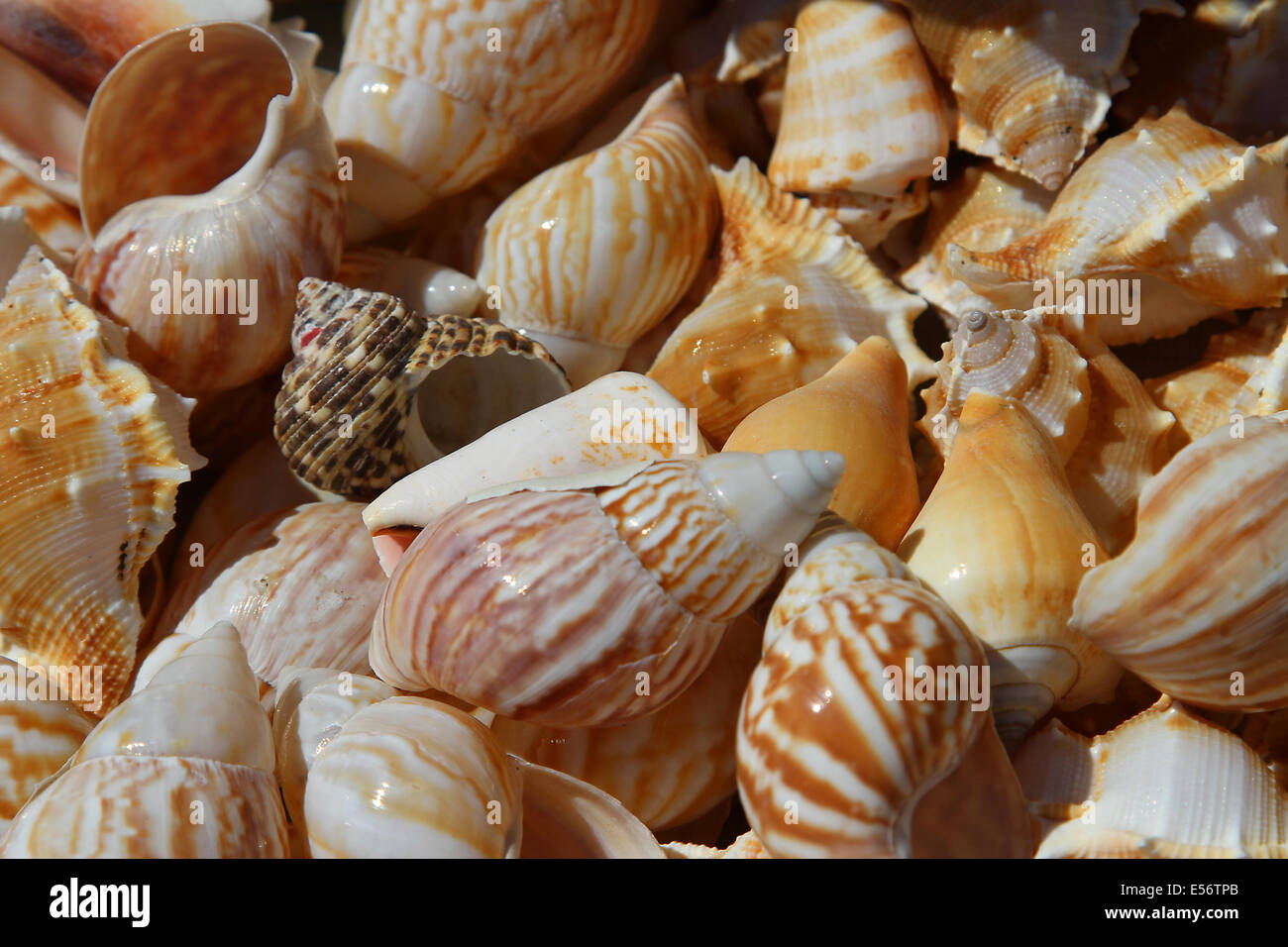 Collection of shells collected in the sea for collectors Stock Photo ...