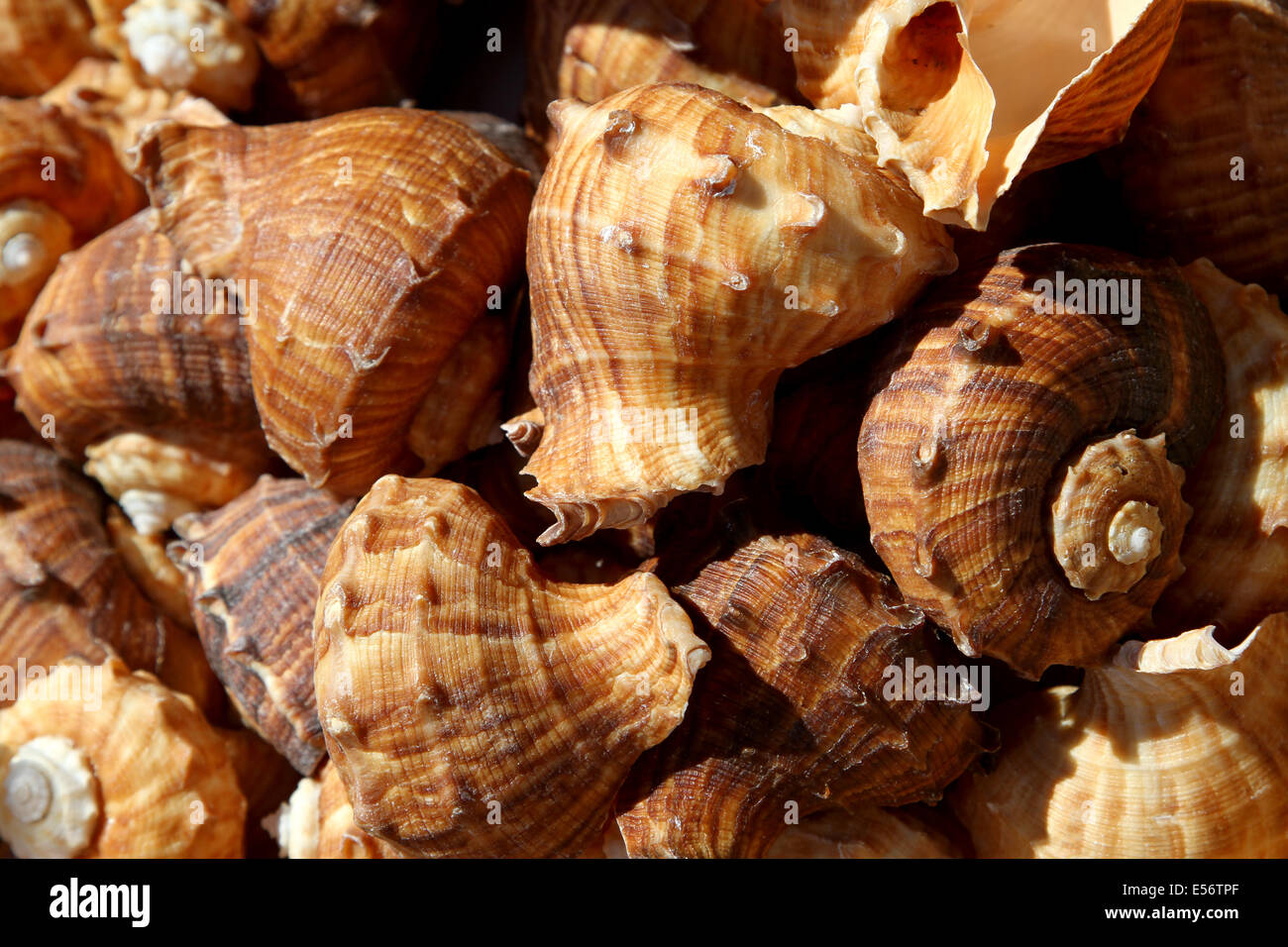 Beautiful shells hi-res stock photography and images - Alamy