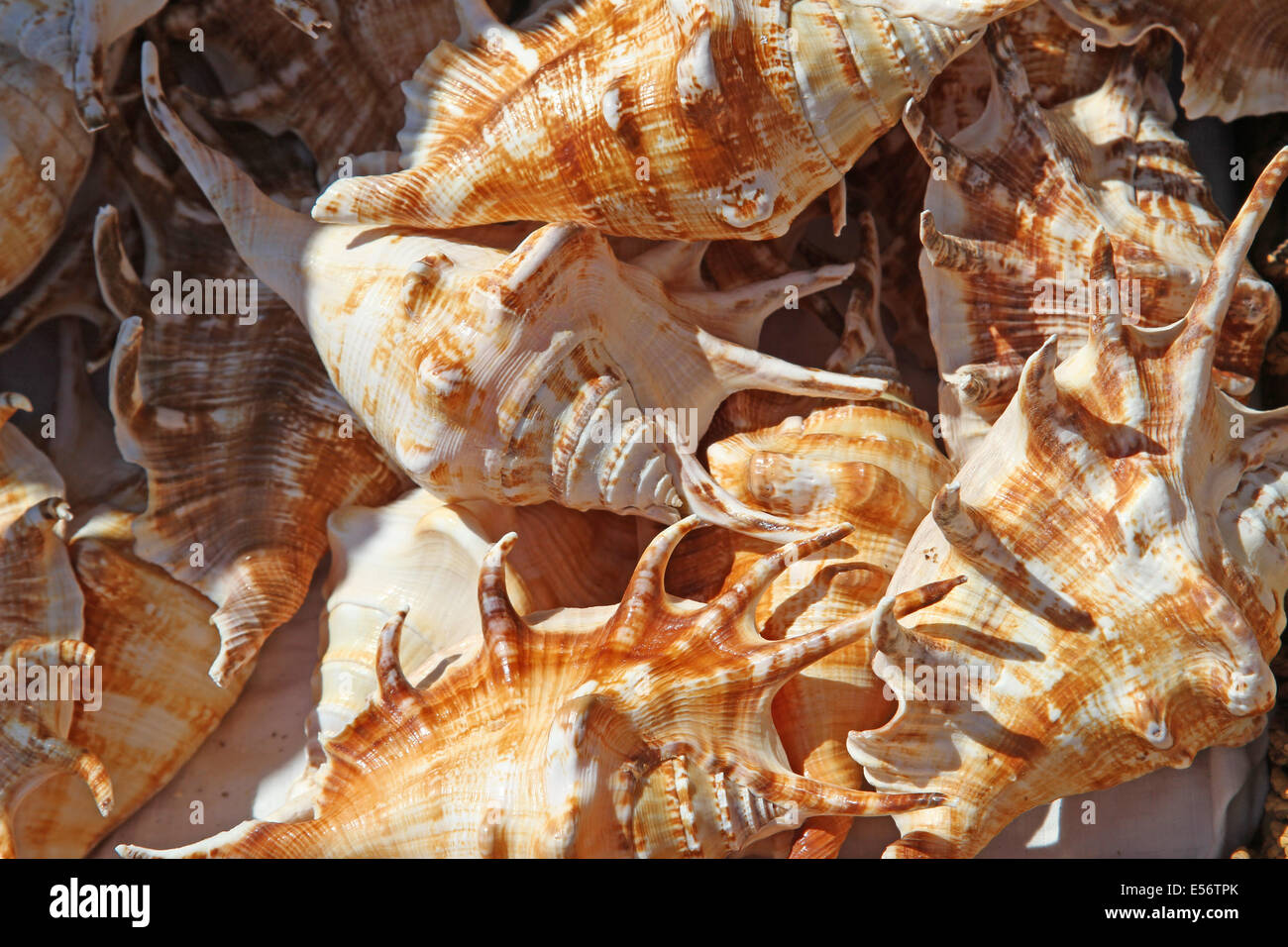 Collection of beautiful sea shells collected in the ocean for ...