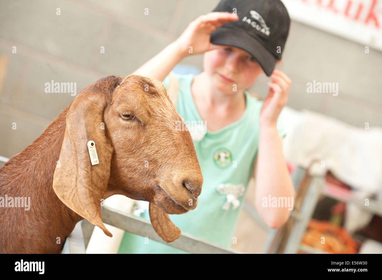 The royal welsh goat hi-res stock photography and images - Alamy