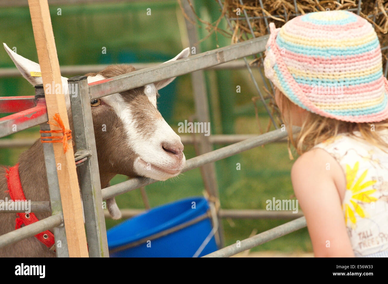The royal welsh goat hi-res stock photography and images - Alamy