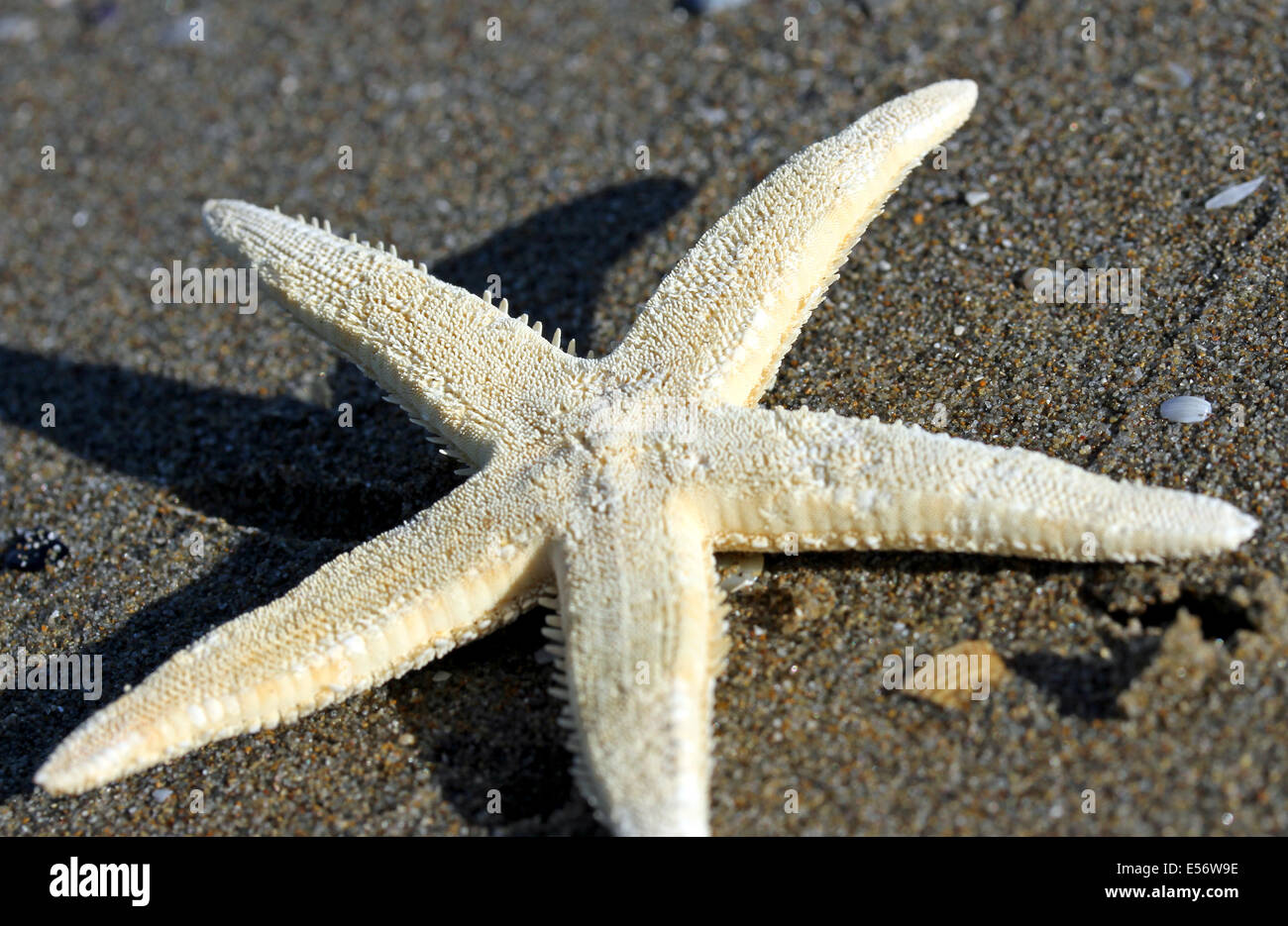Five Starfish On Beach