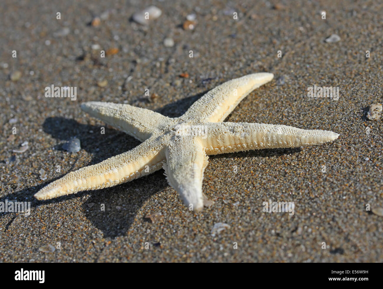large white five-pointed starfish on the beach of the sea in summer 2 ...
