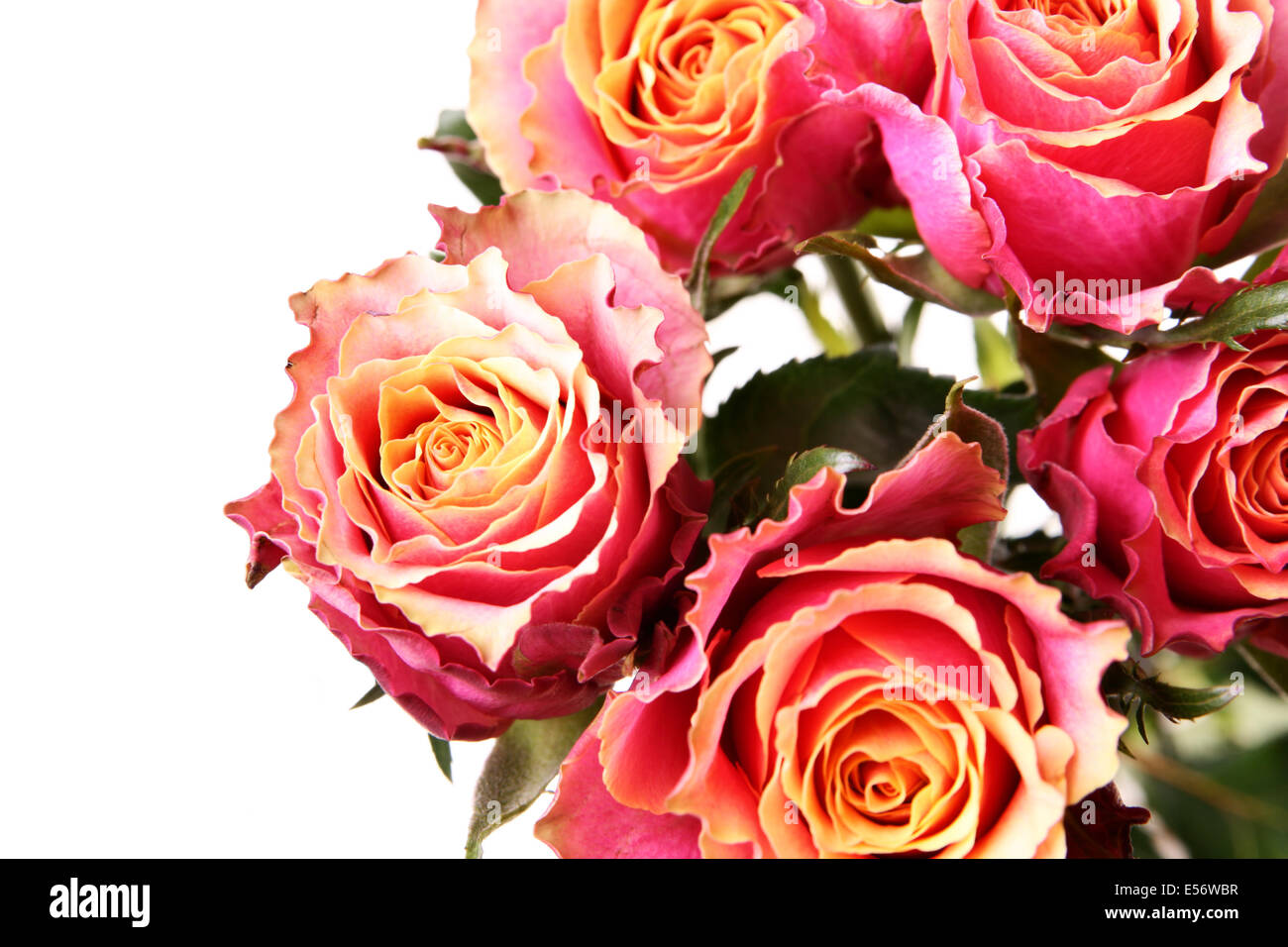 Bunch of roses isolated over white background Stock Photo - Alamy