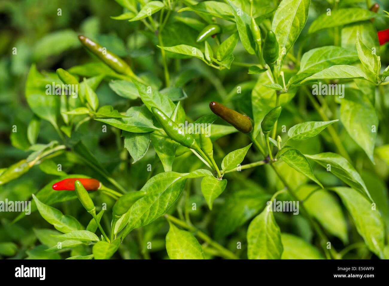 South america plant nursery hi-res stock photography and images - Alamy