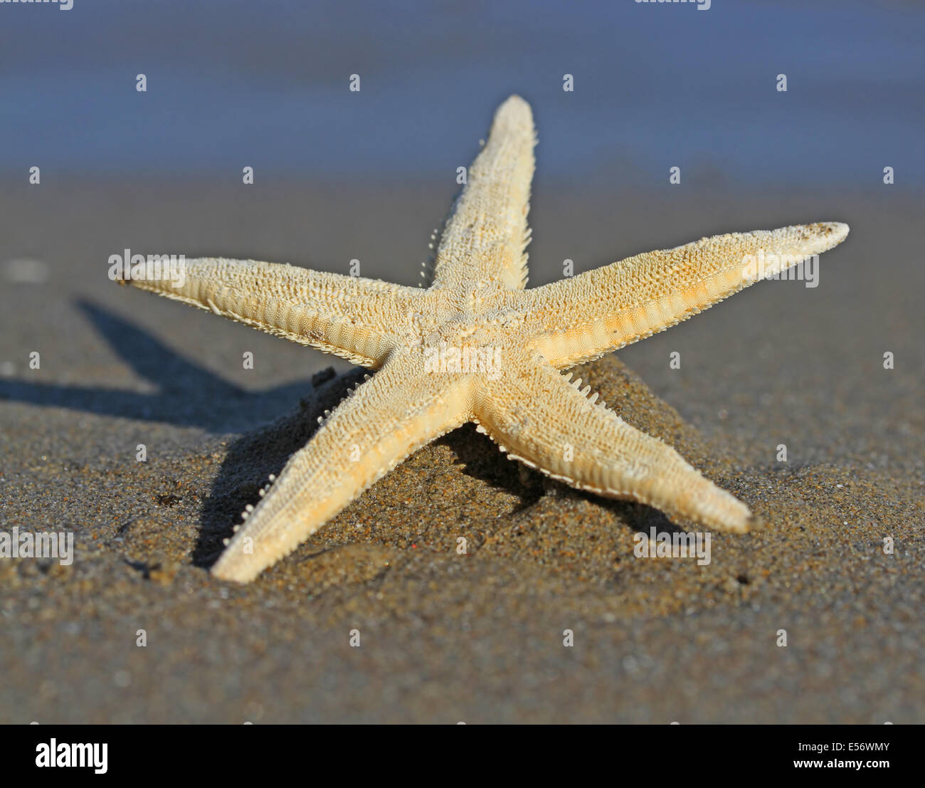 Huge starfish hi-res stock photography and images - Alamy