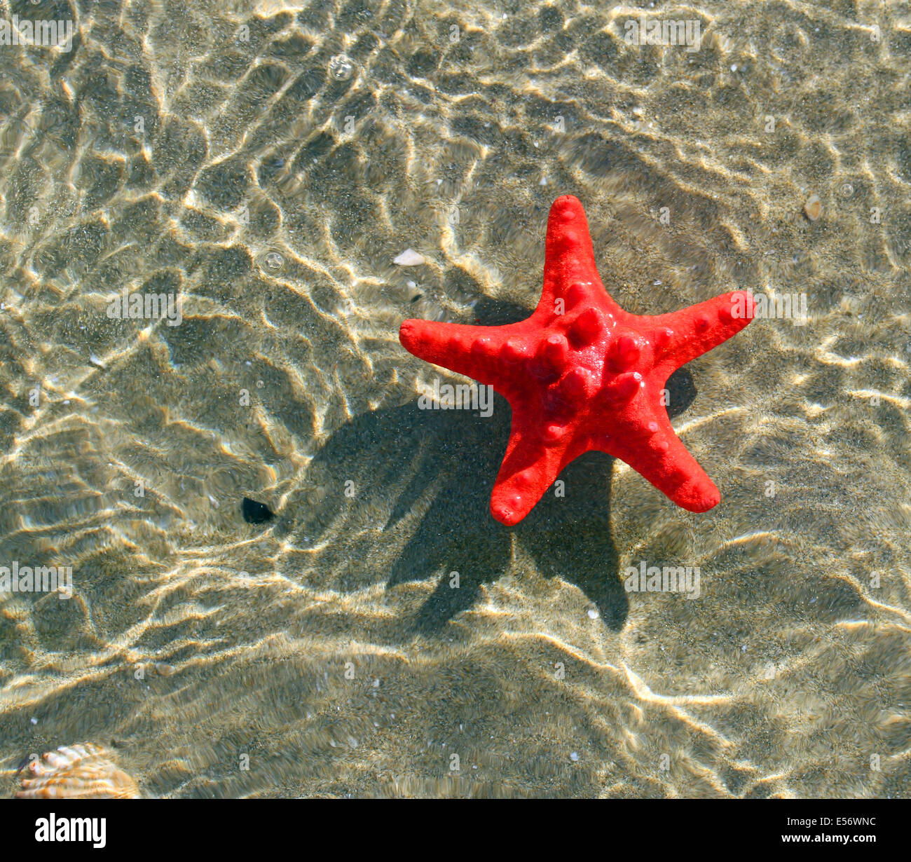 Rare Starfish
