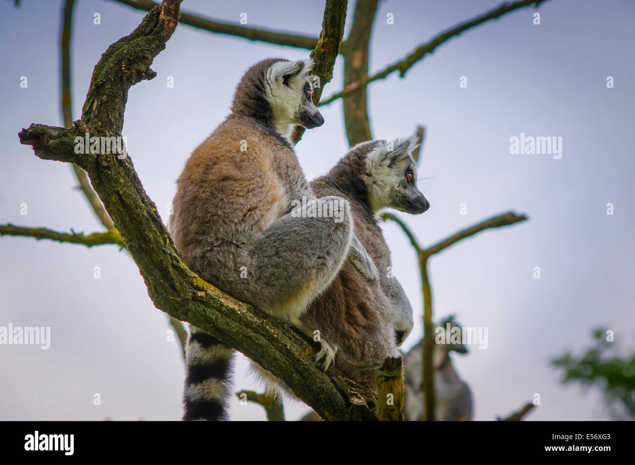 Beauty lemur portrait hi-res stock photography and images - Alamy