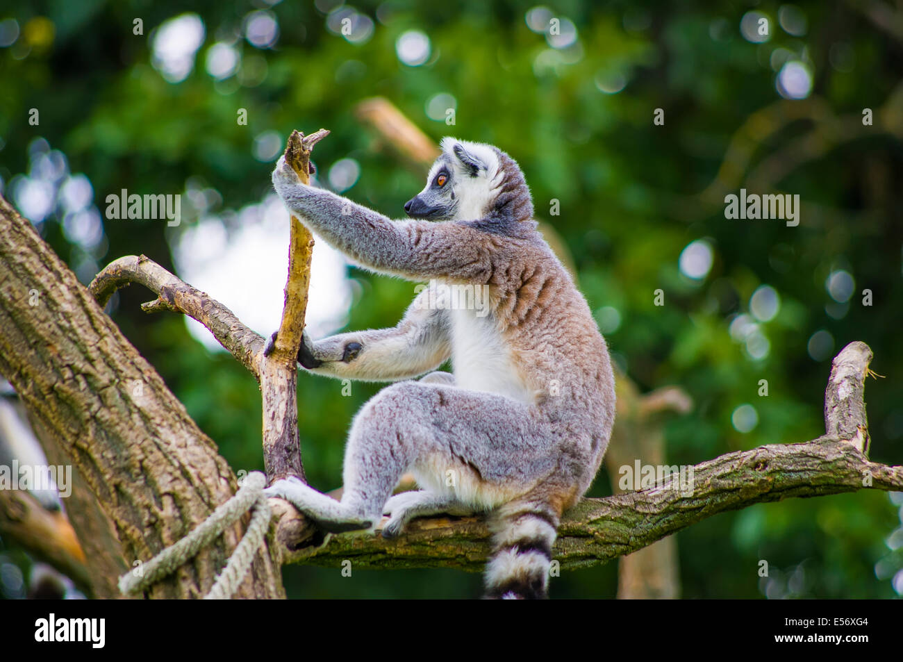 Primate animal hi-res stock photography and images - Alamy