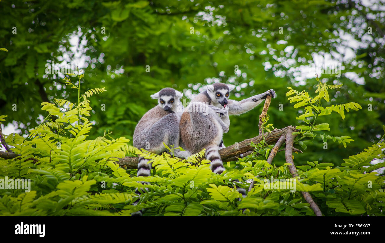 Beauty lemur portrait hi-res stock photography and images - Alamy