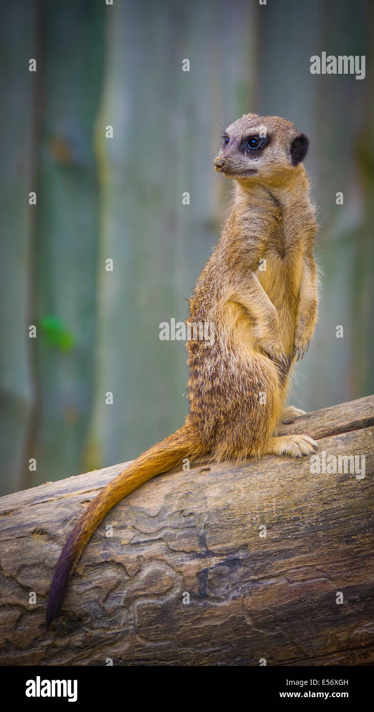 Suricata face hi-res stock photography and images - Alamy