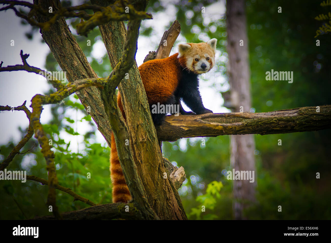 Funny red panda hi-res stock photography and images - Alamy