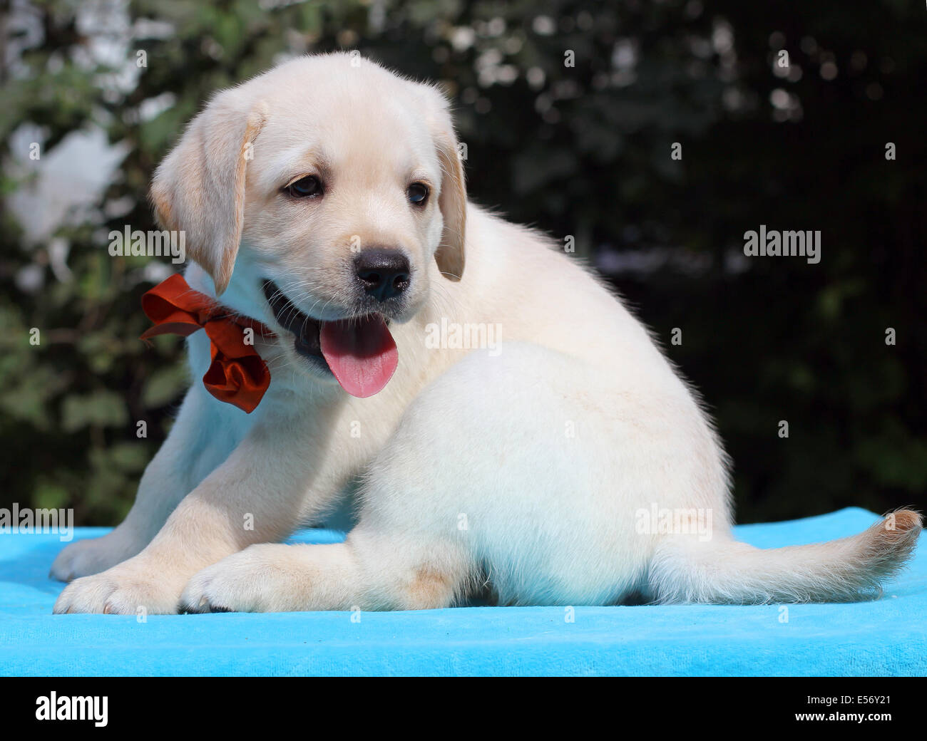 little happy yellow labrador puppy laying on blue Stock Photo - Alamy