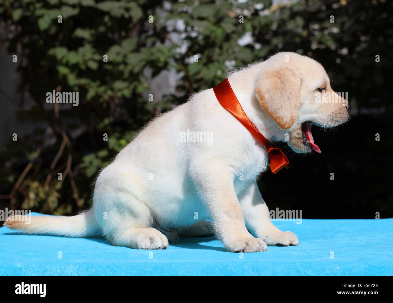 happy yellow labrador puppy sitting on blue background Stock Photo - Alamy