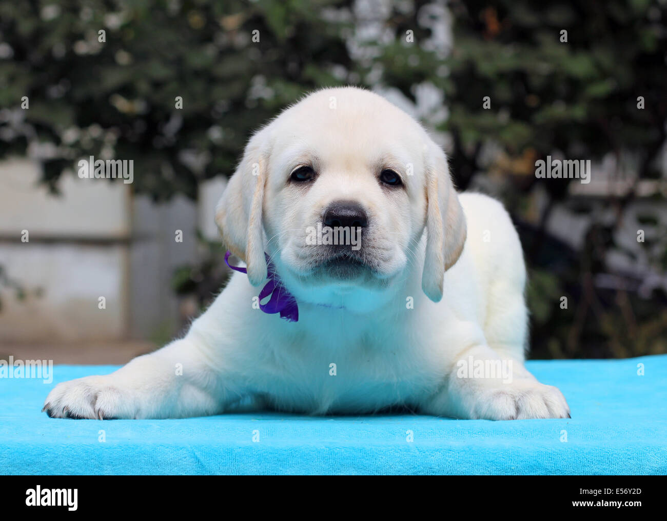 happy yellow labrador puppy sitting on blue background close up Stock ...
