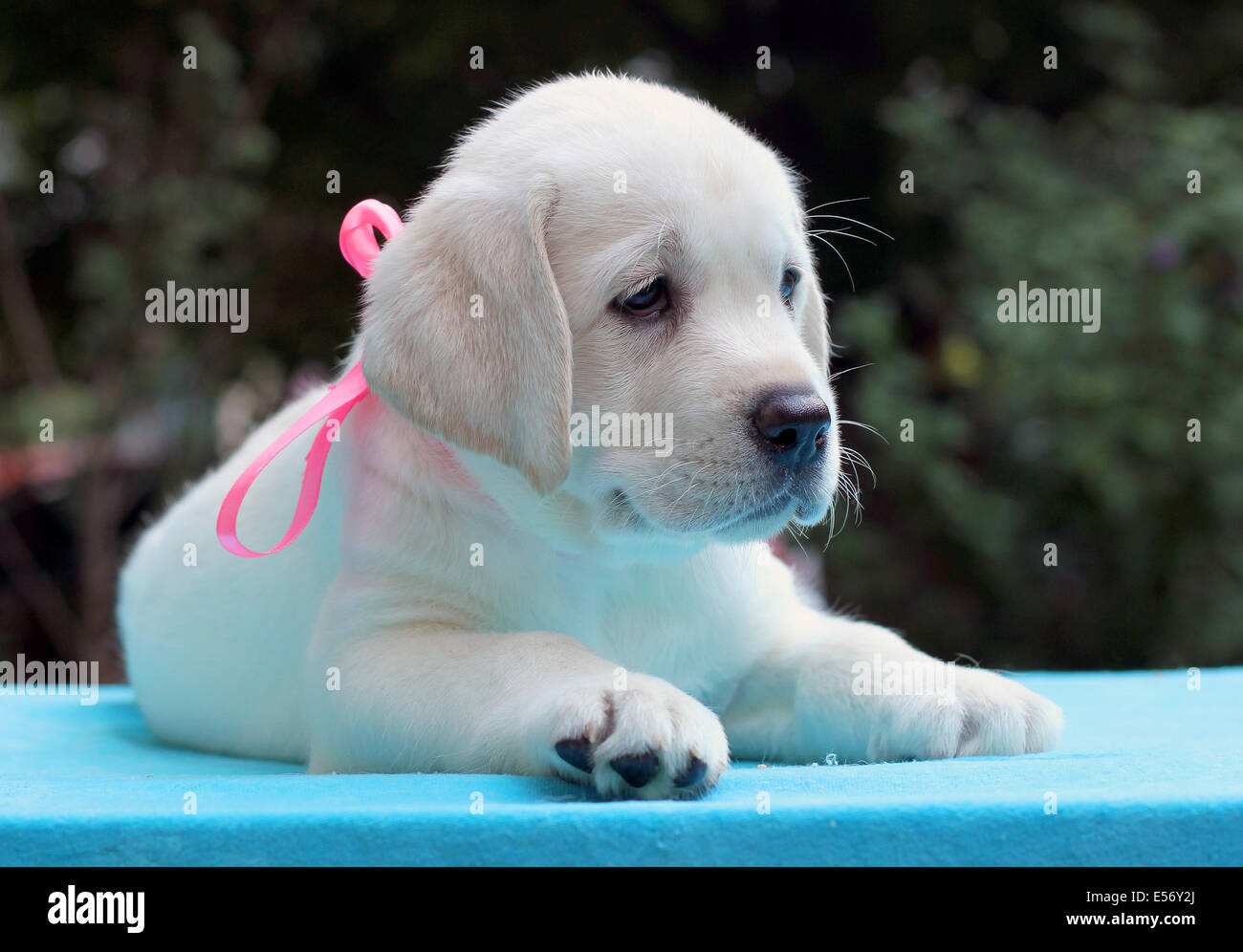 Happy yellow labrador puppy sitting hi-res stock photography and images ...