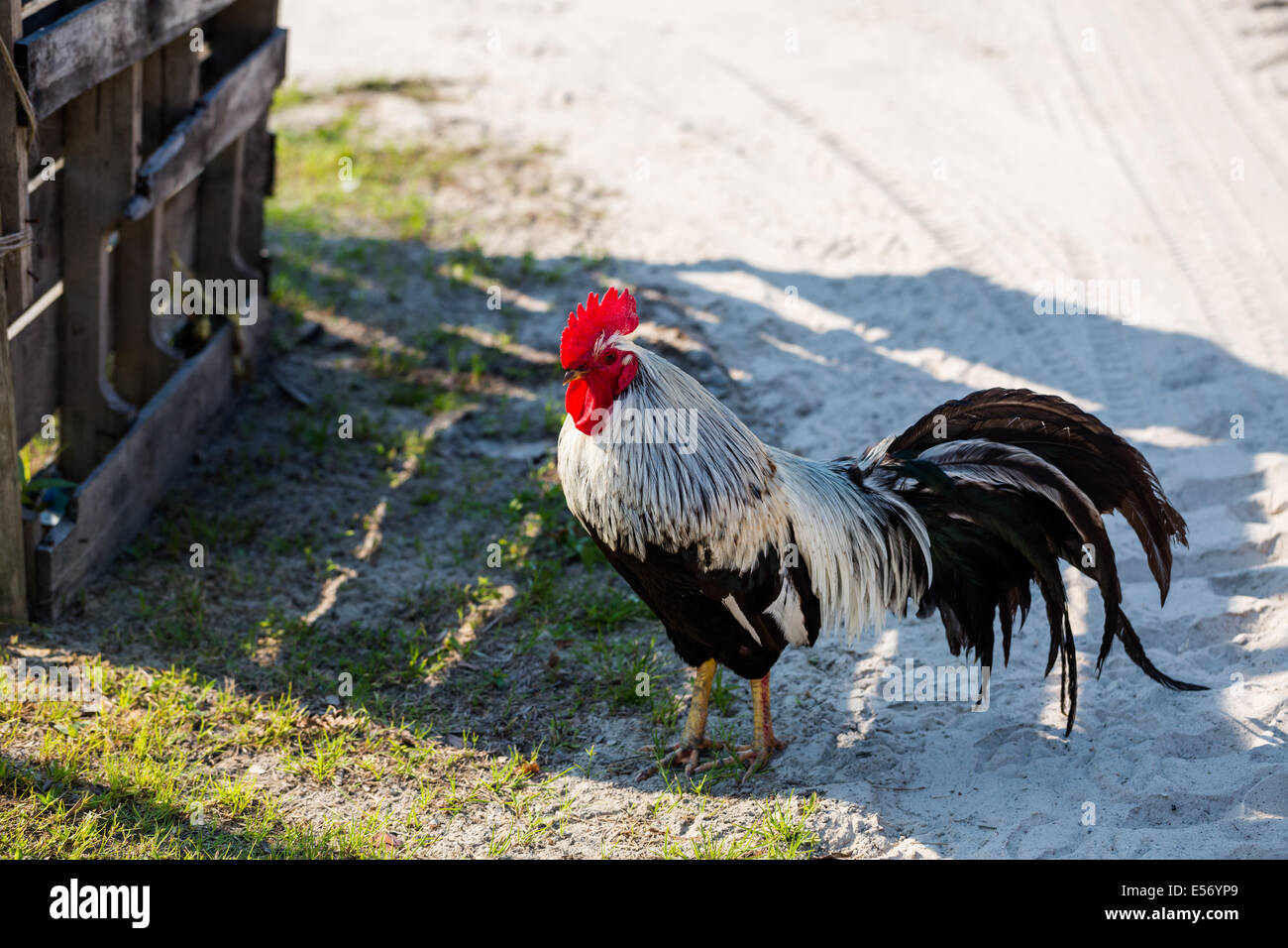 One rooster on the dirt farm road Stock Photo - Alamy