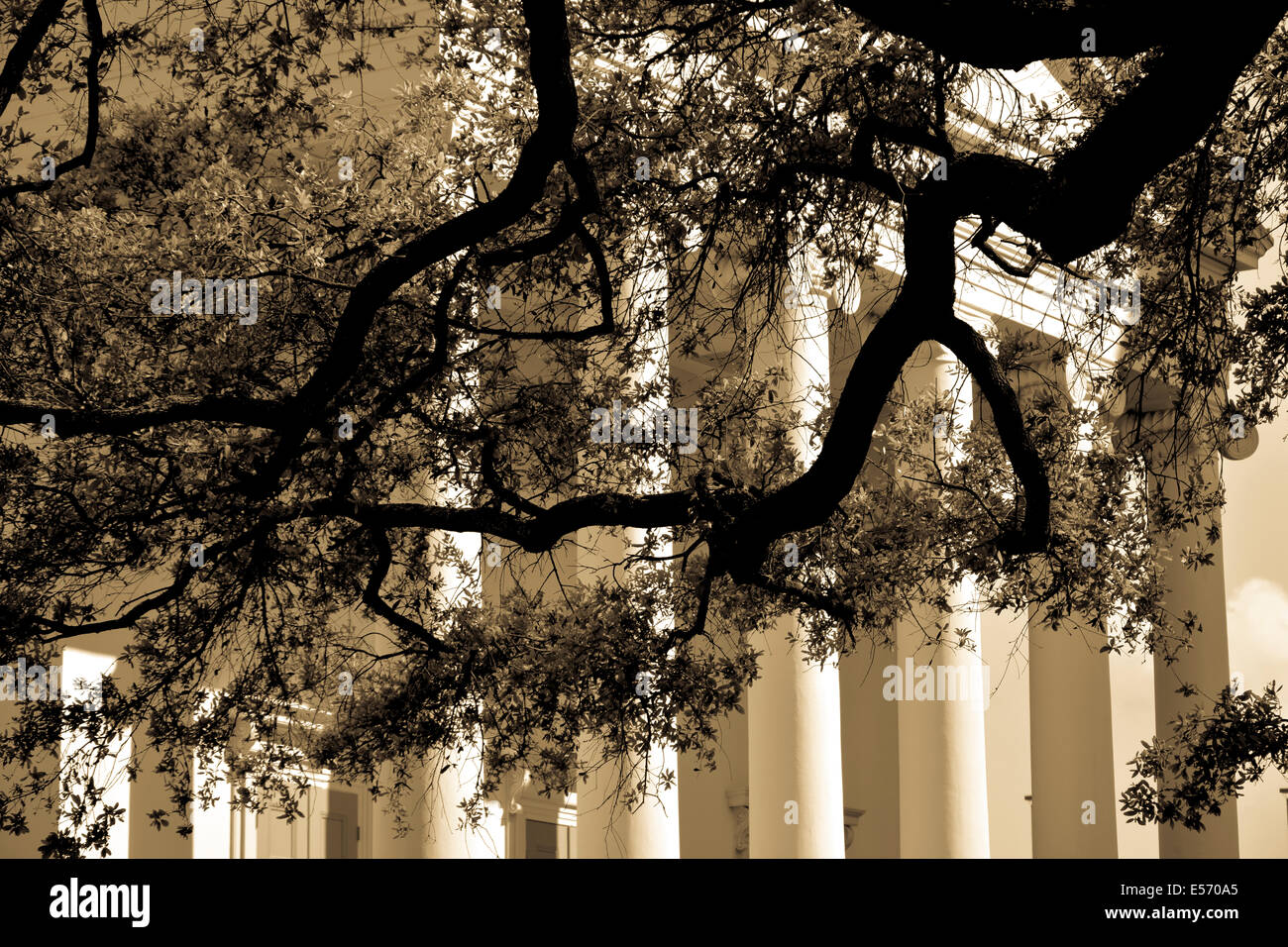 Spirit of oak tree hi-res stock photography and images - Alamy