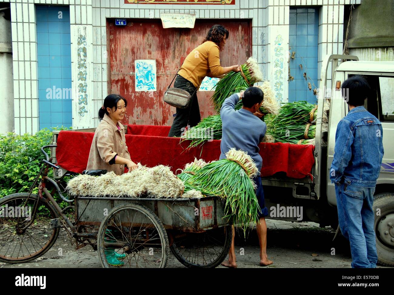 Wan Jia, China: Four farmers loading a truck with freshly harvested ...