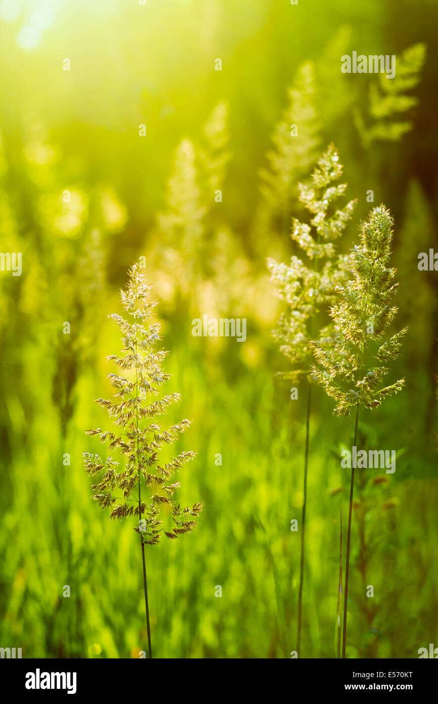 Field Of Green Grass During Sunset. Sunlight Background Stock Photo - Alamy