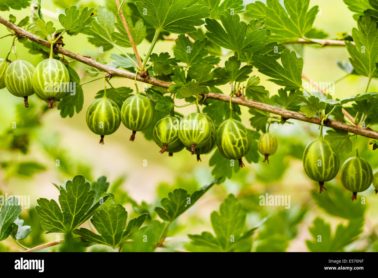 Fresh Green Gooseberries On A Branch Of Gooseberry Bush Stock Photo - Alamy