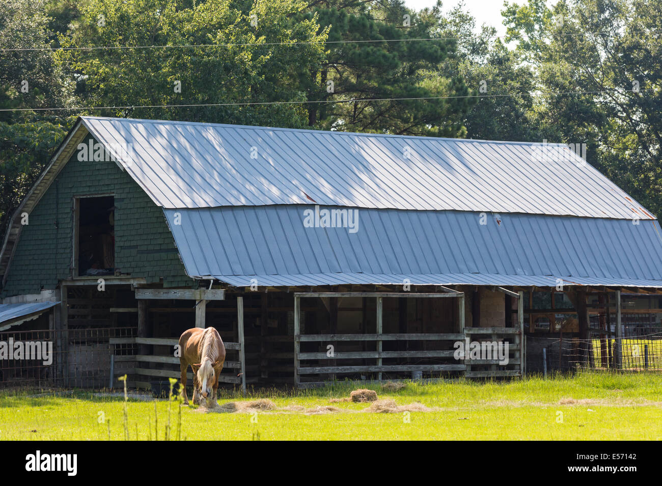 Horse grazing on the old southern farm Stock Photo - Alamy
