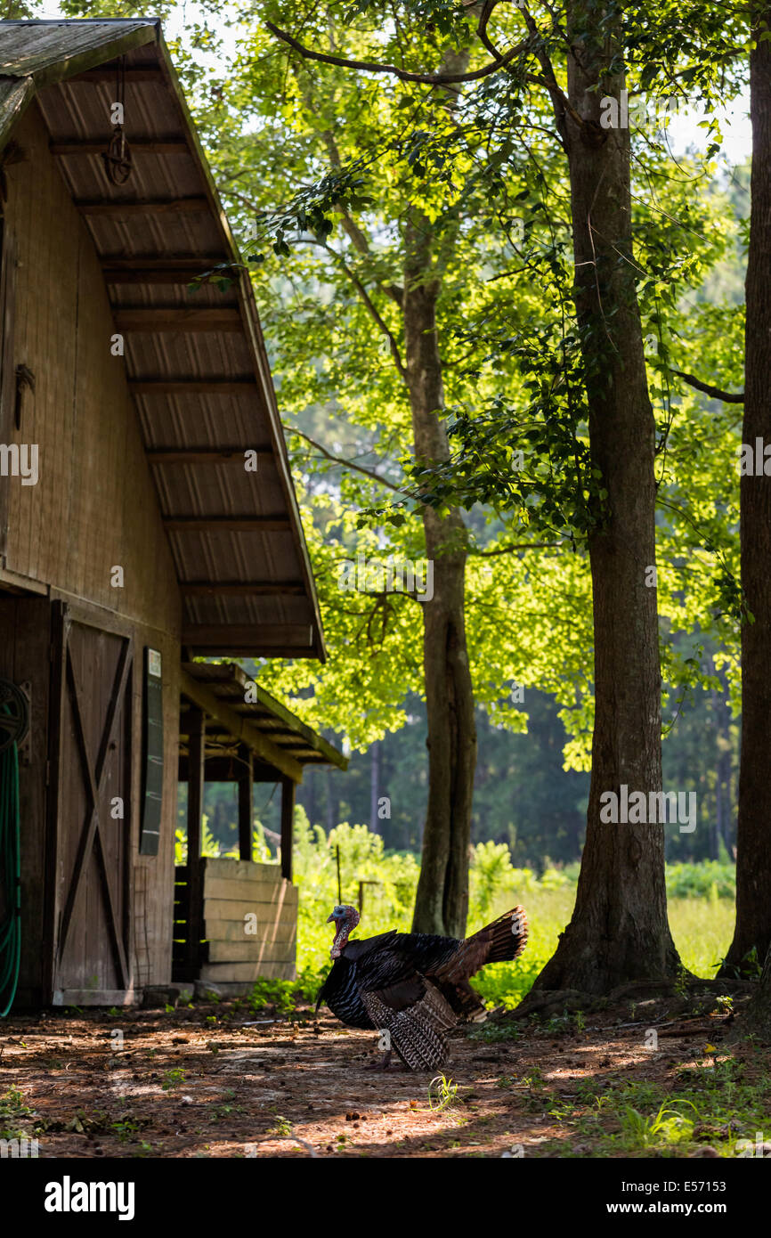 Turkey grazing on old Southern farm Stock Photo - Alamy