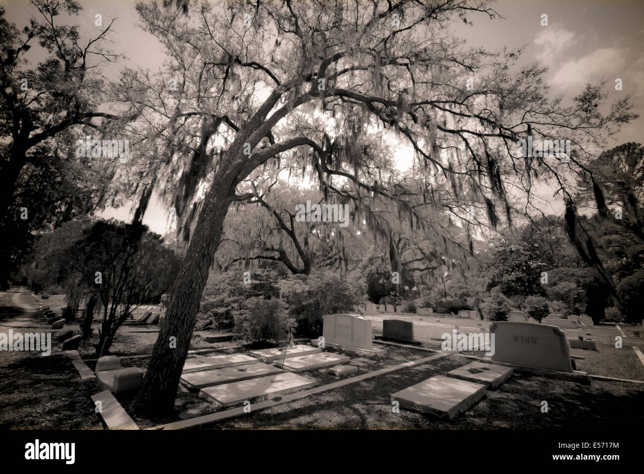 An impressive oak tree bends over the grave sites in the legendary ...