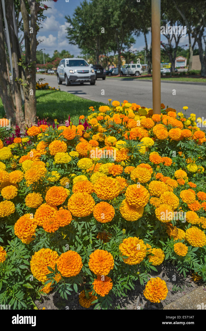 Parking lot beautification hi-res stock photography and images - Alamy
