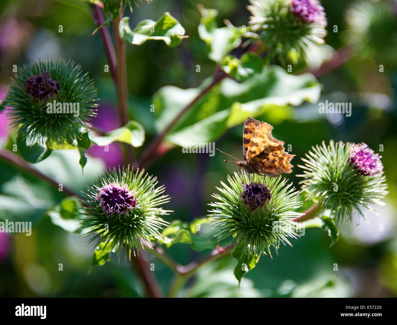 River mole at brockham hi-res stock photography and images - Alamy