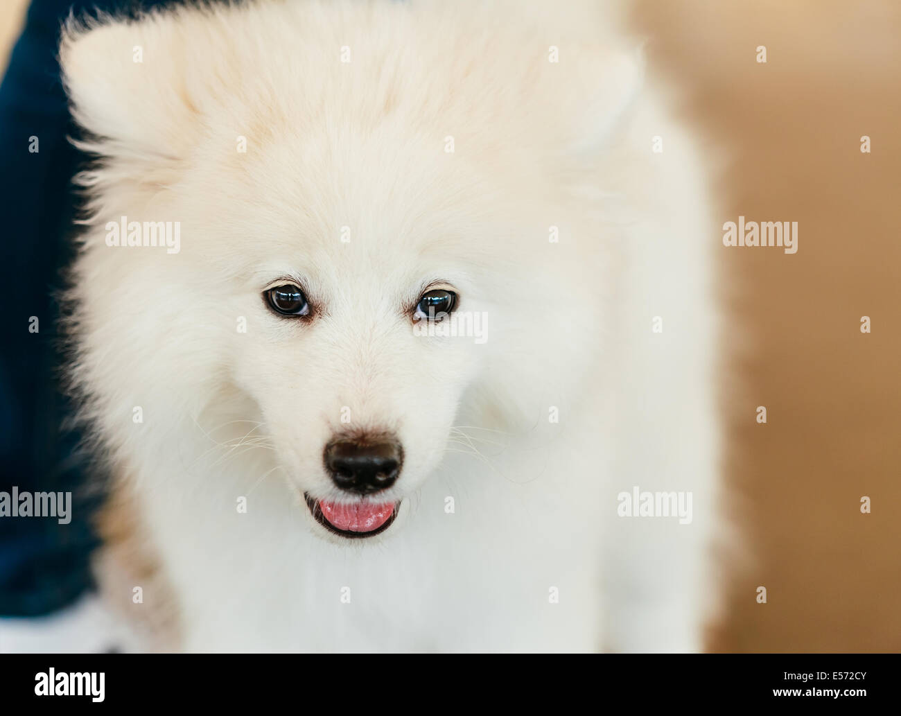 White Samoyed Dog Puppy Close Up Portrait Stock Photo - Alamy