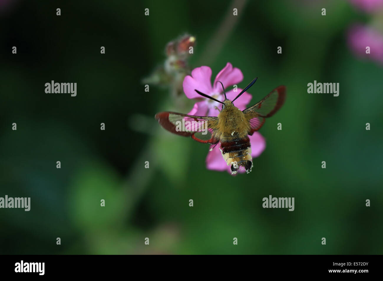 Hovering bee hawk moth hi-res stock photography and images - Alamy