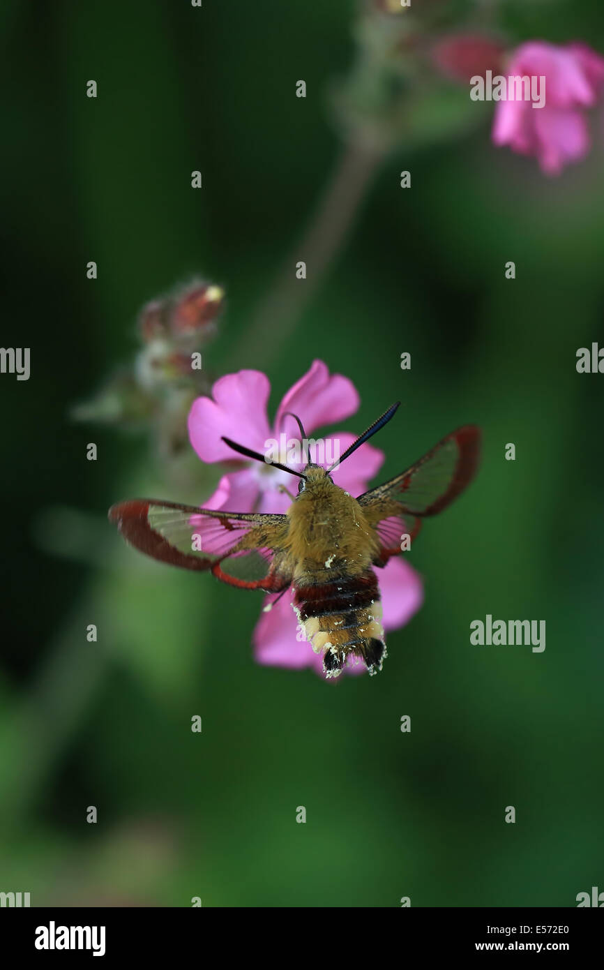 Broad-bordered Bee Hawk-moth (Hemaris fuciformis Stock Photo - Alamy