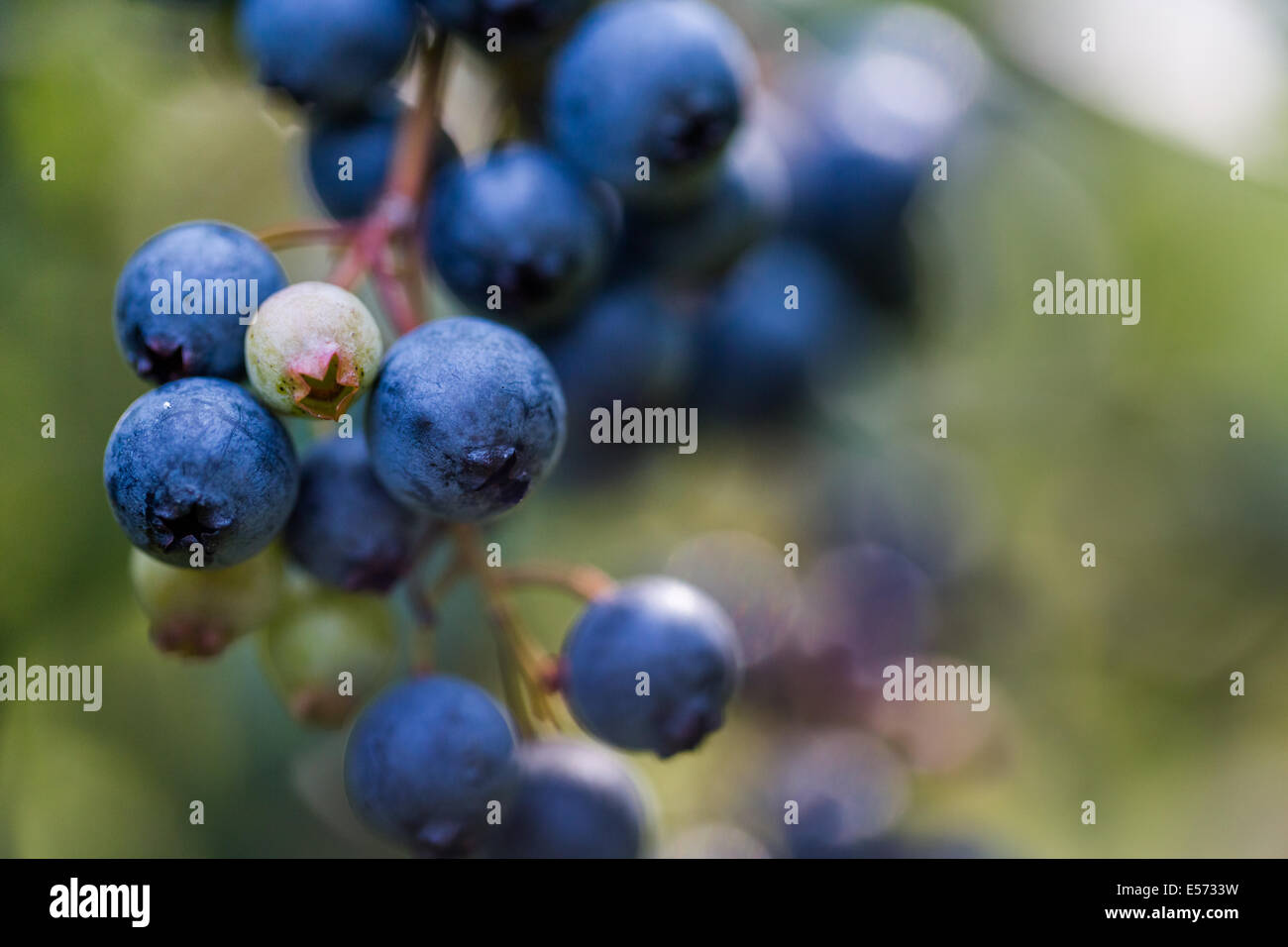 Ripe bluebberies on Southern blueberrie farm Stock Photo - Alamy