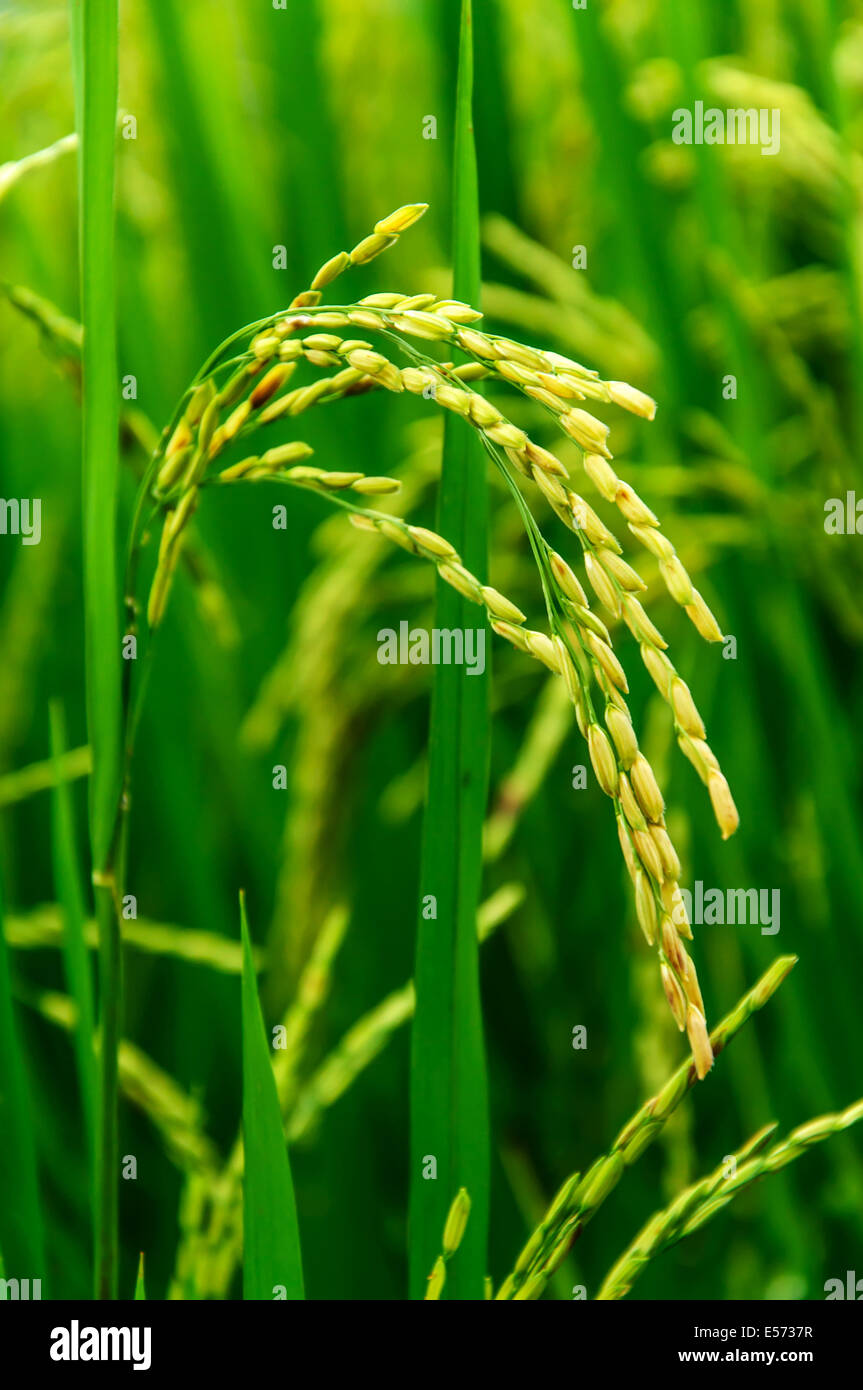 Ear of rice in countryside of Thailand Stock Photo - Alamy