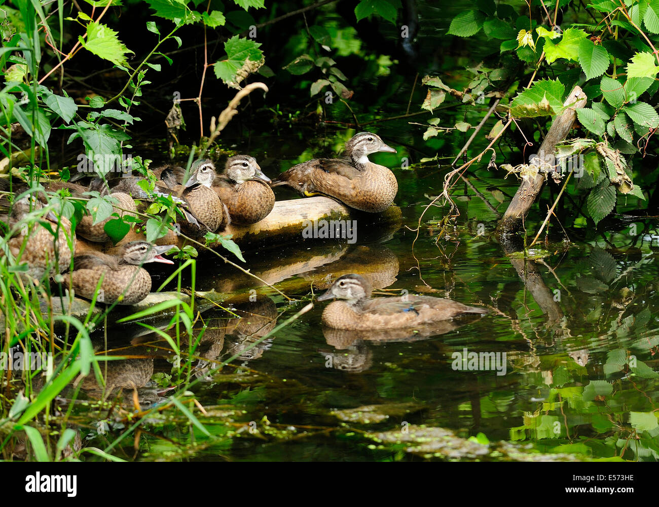 Juvenile wood duck hi-res stock photography and images - Alamy