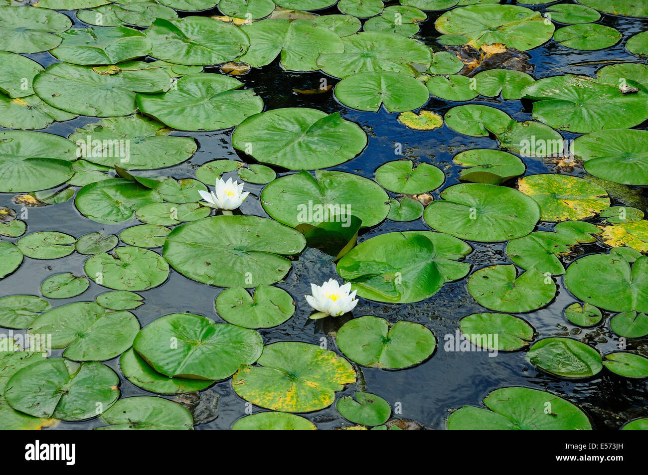 Water lillys hi-res stock photography and images - Alamy