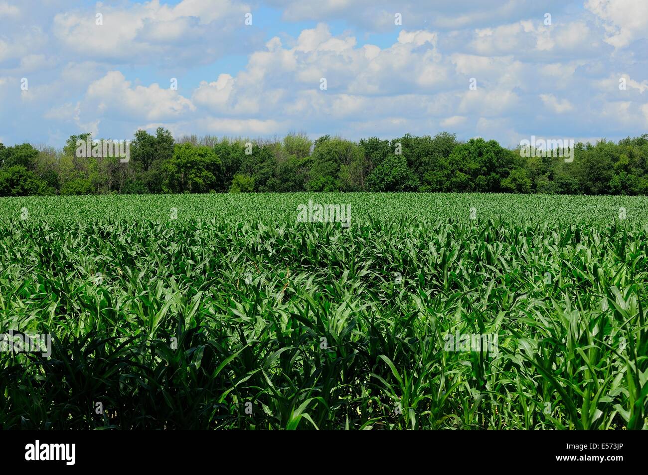 Cornfield Illinois High Resolution Stock Photography and Images - Alamy