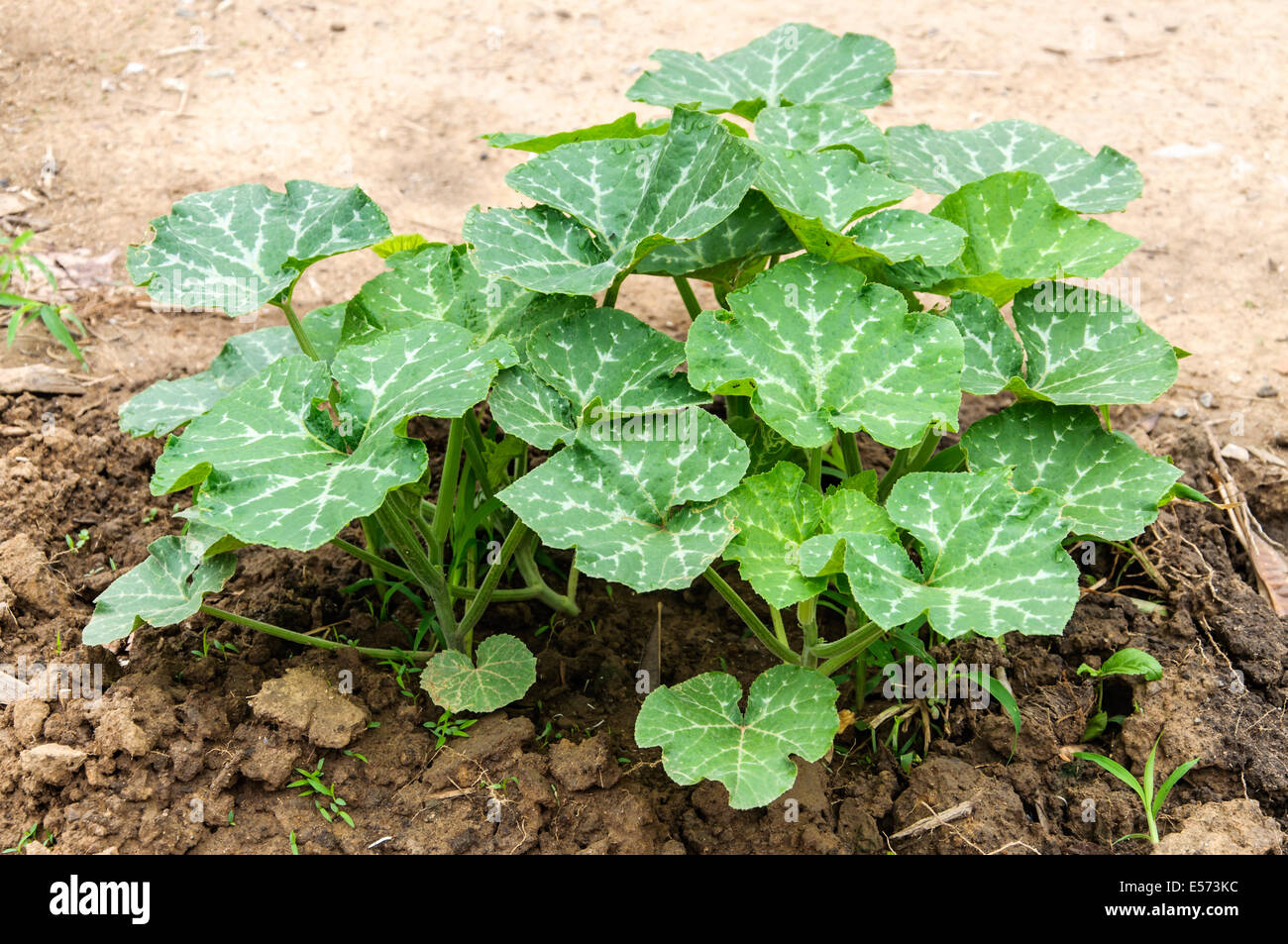 Young gourd trees on vegetable garden Stock Photo - Alamy